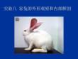 实验6_家兔的外形观察和内部解剖 - 豆丁网