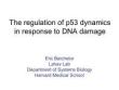 The regulation of p53 dynamics in response to DNA damage - 豆丁网